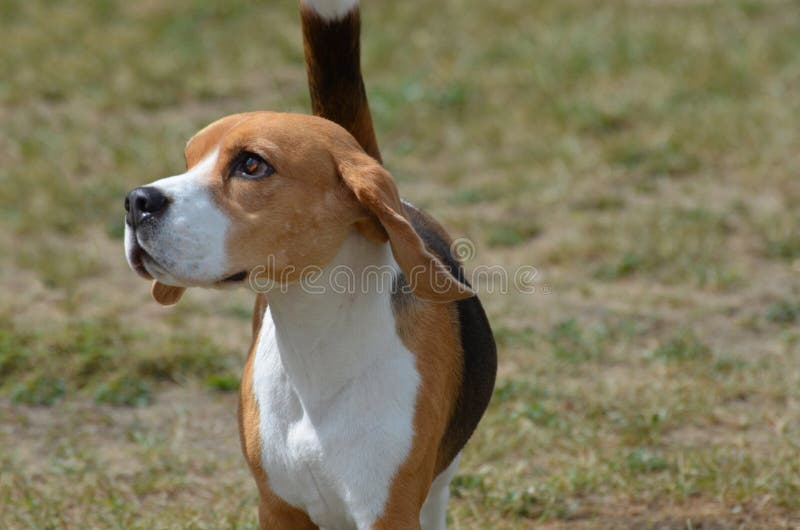 Adorable Beagle Dog Looking Up Stock Image - Image of breed, beagle ...