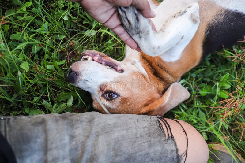An Adorable Beagle Dog Lying Down beside Its Owner on the Grass Field ...