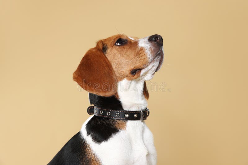 Adorable Beagle Dog in Stylish Collar on Beige Background Stock Image ...