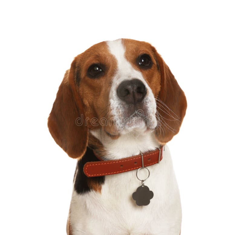 Adorable Beagle Dog in Stylish Collar on White Background Stock Photo ...