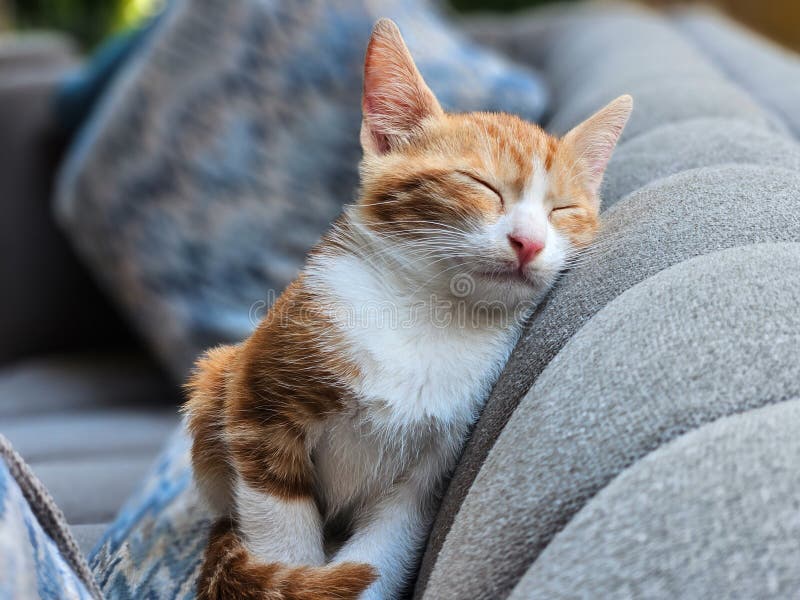 Adorable Beautiful Ginger Kitten Sleeping on Couch Peacefully. Cat ...