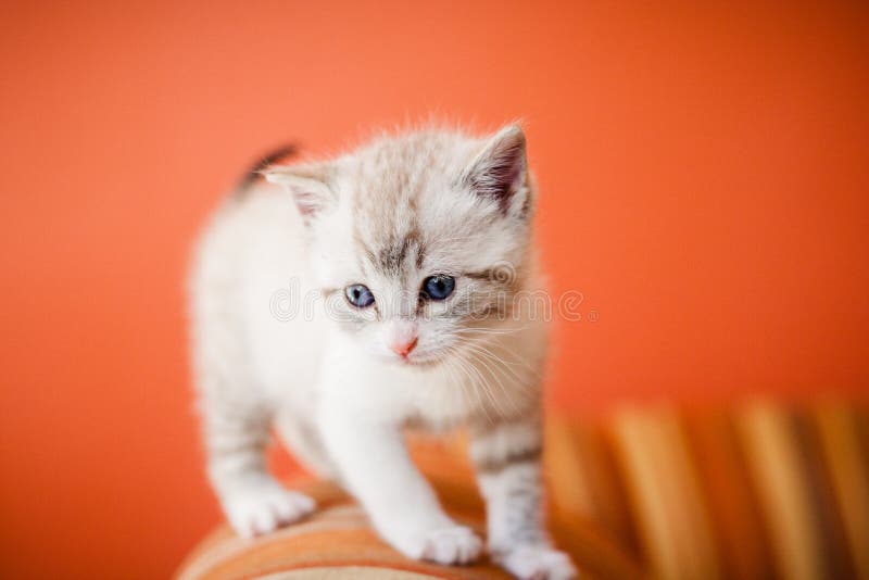 Adorable and Beautiful Little White Kitty Cat Stock Photo - Image of ...
