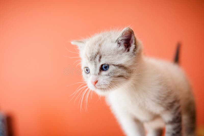 Adorable and Beautiful Little White Kitty Cat Stock Image - Image of ...