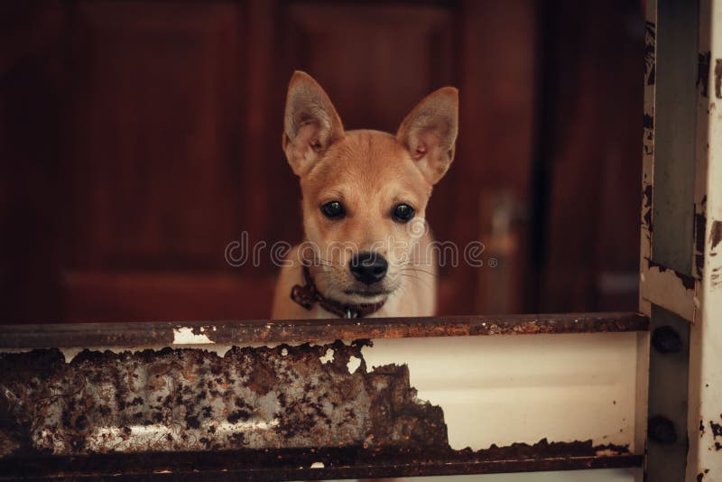 Adorable Beige Dog with Sad Eyes Standing in Front of a Rusty Metal Box ...
