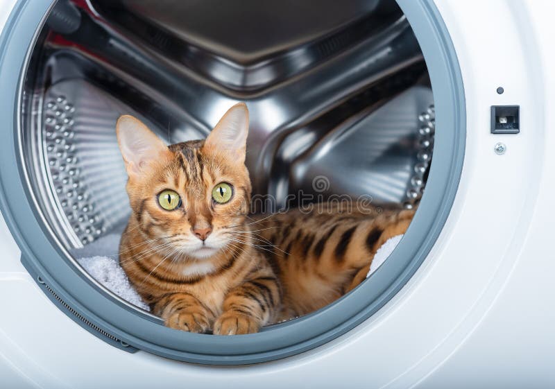 Bengal Cat is Resting Inside the Washing Machine Stock Photo - Image of ...