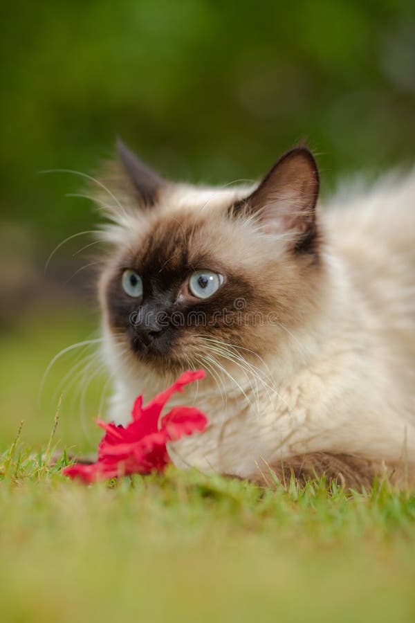 A Brown Birman Cat Picture. Image: 119663828