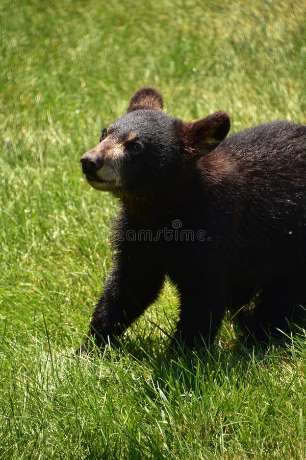 Adorable Black Bear Cub Looking Super Cute Stock Image - Image of black ...