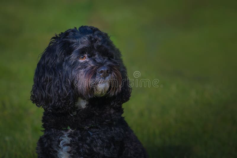 Adorable Black Cockapoo in the Lush Green Grass, Looking Aside Stock ...
