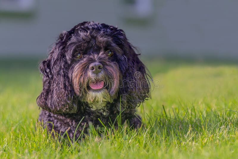 Adorable Black Cockapoo in the Lush Green Grass, Smiling at the Camera ...