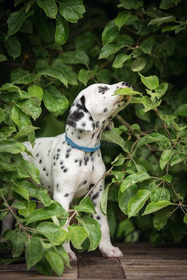 Adorable Black Dalmatian Puppy Stock Image - Image of breed, attractive ...