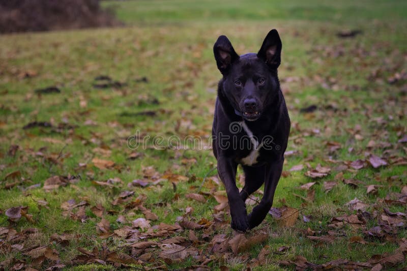 Adorable Black Dog Runs Towards the Viewer Stock Image - Image of tail ...