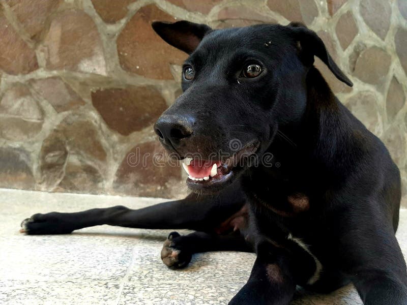An Adorable Black Dog with Sharp Eyes Stock Photo - Image of eyes ...