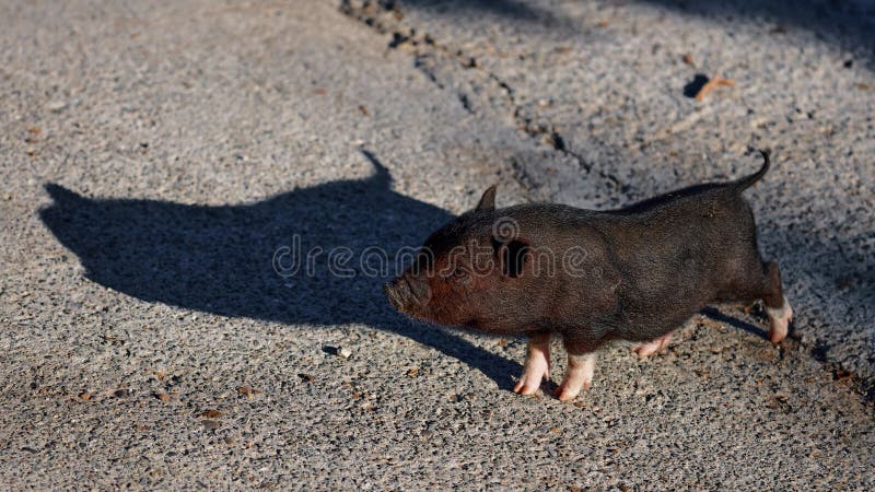 1,193 Pig Shadow Stock Photos - Free & Royalty-Free Stock Photos from ...