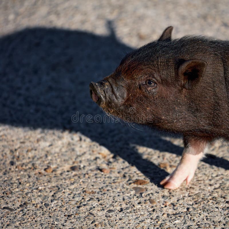Adorable Black Mini Pig and Her Shadow Stock Image - Image of adorable ...