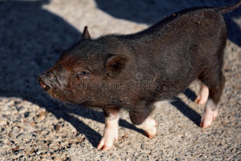 Adorable Black Mini Pig and Her Shadow Stock Image - Image of young ...