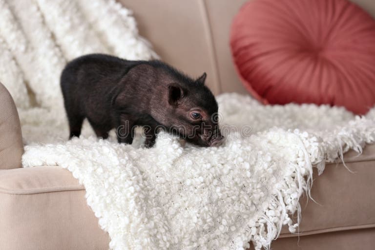 745 Pig Sofa Stock Photos - Free & Royalty-Free Stock Photos from ...