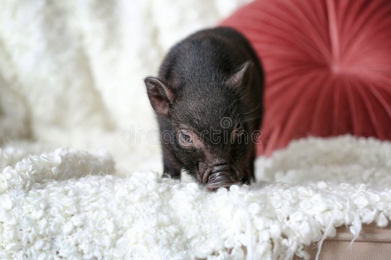 734 Pig Sofa Stock Photos - Free & Royalty-Free Stock Photos from ...