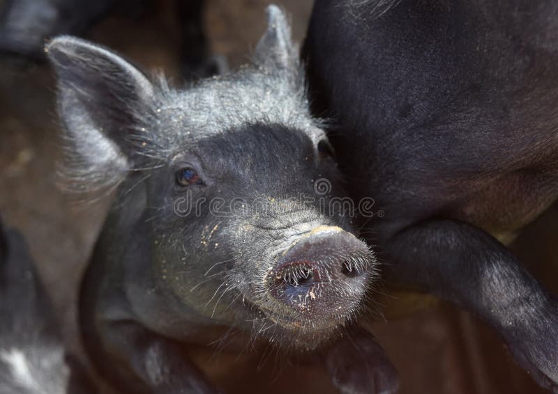 Adorable Black Piglet with Dirt on His Snout Stock Photo - Image of ...
