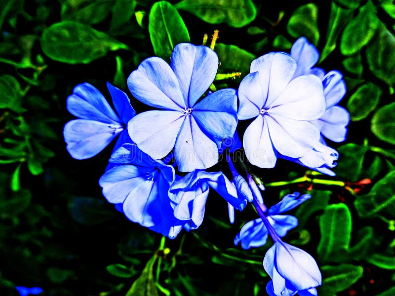 Adorable blue flower stock photo. Image of blue, flower - 84356372