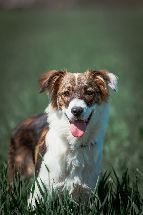 Adorable Border Collie Playing in a Park on a Sunny Day Stock Image ...