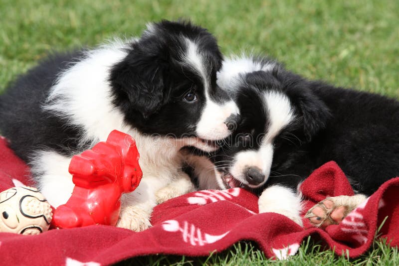 Adorable Border Collie Puppies Playing Stock Image - Image of play ...
