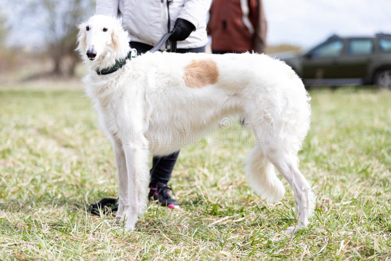 Adorable Red Borzoi Lies on the Floor Stock Image - Image of adult ...