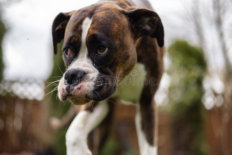 Adorable Boxer Dog on Grass Stock Photo - Image of outside, looking ...