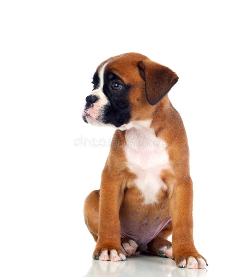 Adorable Boxer Puppy Sitting Stock Image - Image of pretty, looking ...