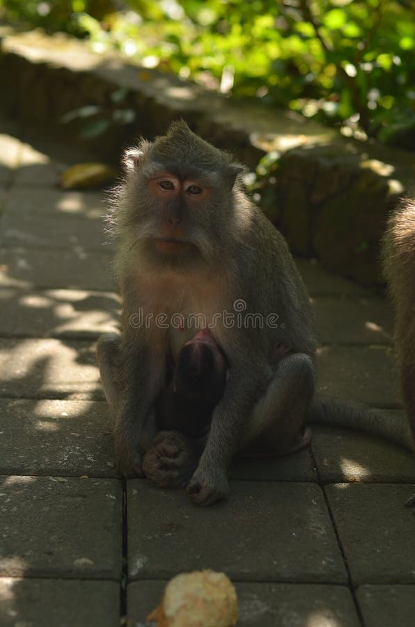 Adorable Breast Feeding Monkey Stock Photos - Free & Royalty-Free Stock ...