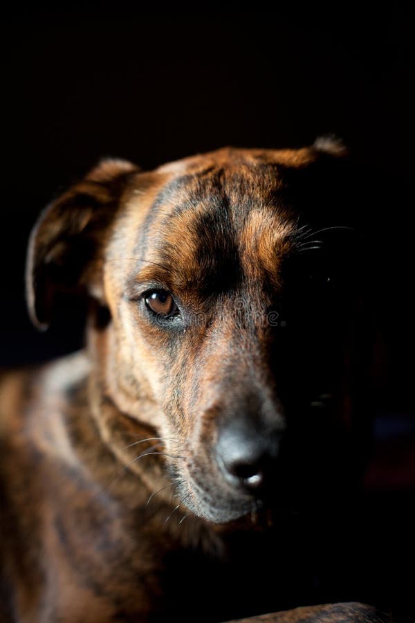 An adorable brindled hound stock photo. Image of looking - 24237890