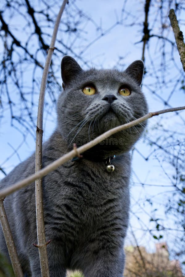 Adorable British Short Hair Cat Face Stock Image - Image of wildcat ...