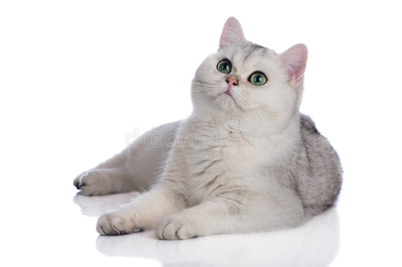 Grey And White British Shorthair