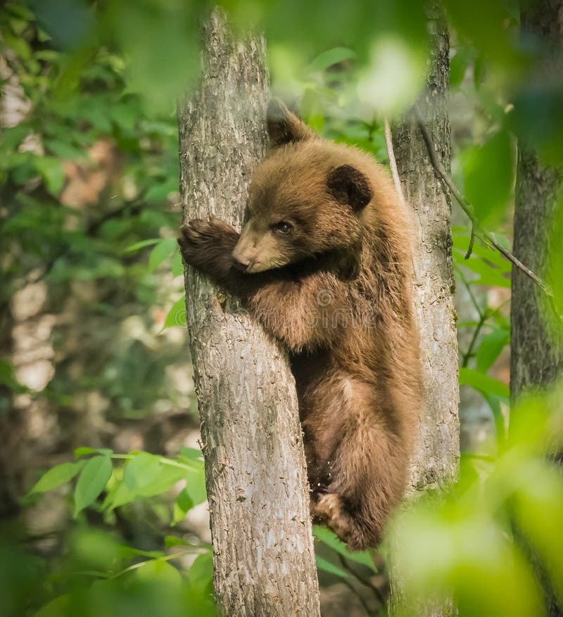Adorable Brown Bear Cub Hugs a Tree in Spring Stock Image - Image of ...