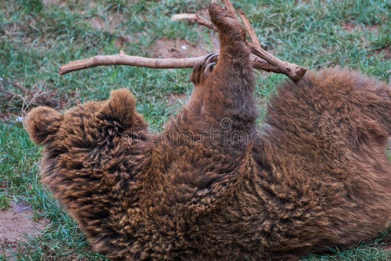 Adorable Brown Bear Enjoying the Outdoors, Rolling Around on Its Back ...