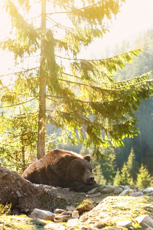 Adorable Brown Bear in Forest on Sunny Day. Wild Animal Stock Photo ...