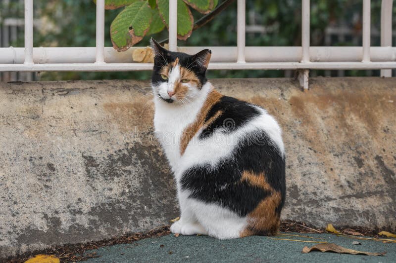 Adorable Brown Black and White Tabby Cat Posing for the Camera Stock ...