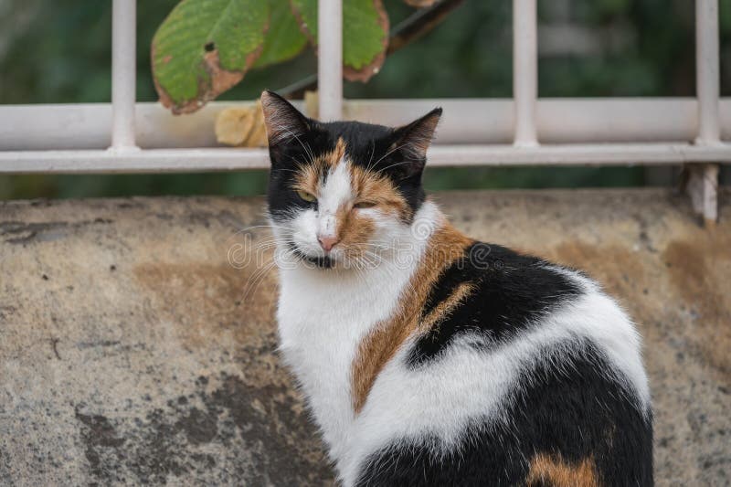 Adorable Brown Black and White Tabby Cat Posing for the Camera Stock ...