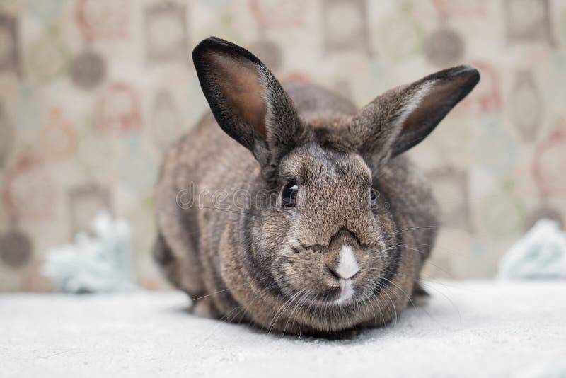 Adorable Brown Easter Bunny with Huge Ears Gazing Curiously in a Camera ...