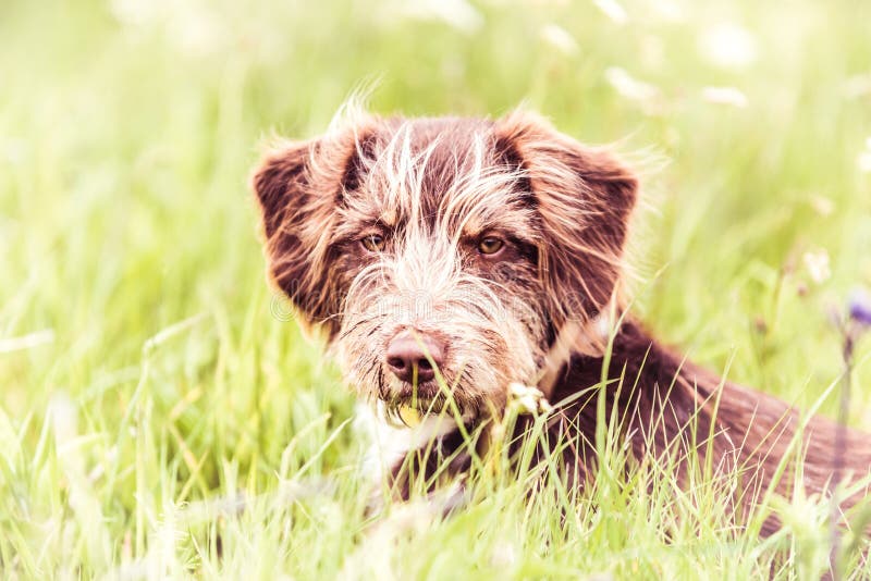 Adorable Brown Dog - Rescue Dog Sitting on a Grass Stock Image - Image ...