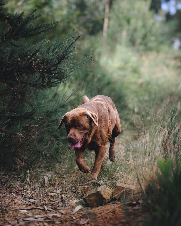 Adorable Brown Dog on a Walk in the Woods Stock Photo - Image of grass ...