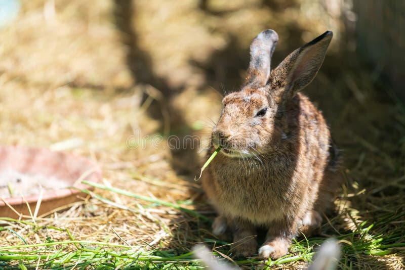 Adorable Brown Rabbit Eating Green Grass Inside Stable Stock Image ...