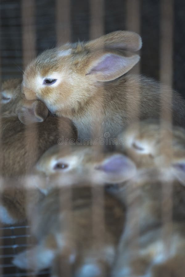 Adorable Brown Rabbits In The Cage Stock Photo - Image of animal ...