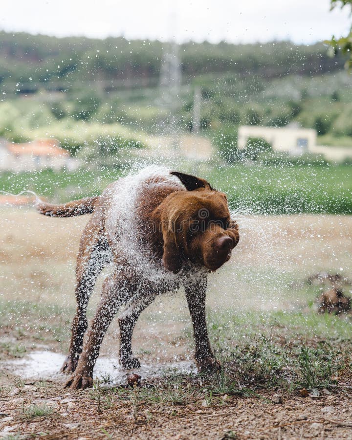 Adorable Brown Shaking Off Water after a Swim Stock Image - Image of ...