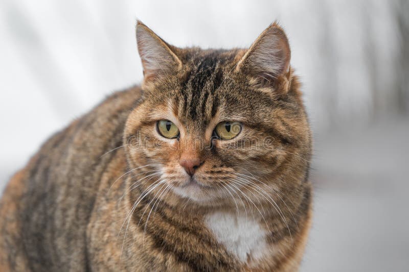 Adorable Brown Tabby Cat Posing for the Camera. Stock Photo - Image of ...