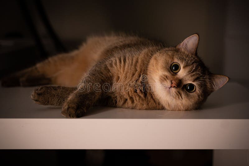 Adorable Brown Tabby Cat in a Relaxed Pose, Laying on a Wooden Table ...