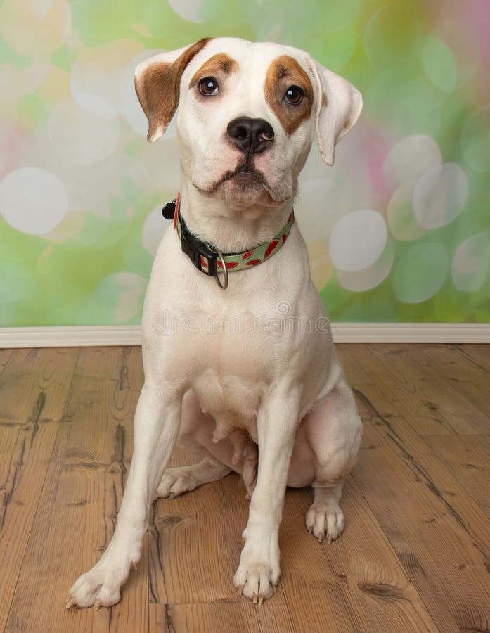 Brown and White Lab Boxer Mix Dog Wearing a Halloween Pink Princess ...