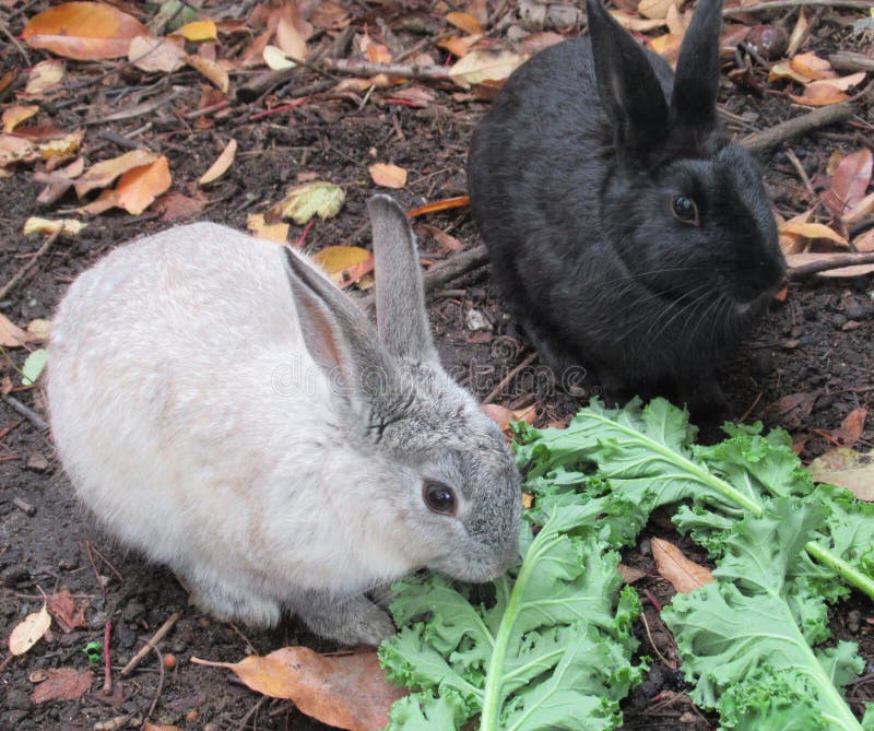 Adorable Bunnies at Jericho Beach in Spring 2019 Stock Photo - Image of ...