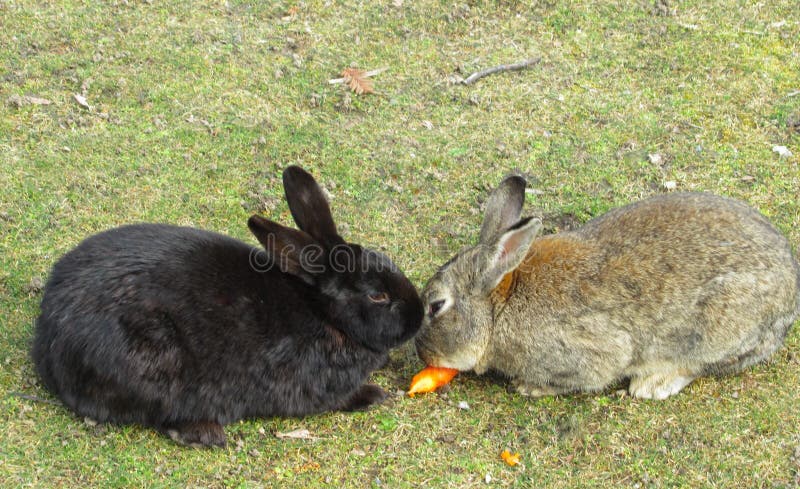 Beach Bunnies Stock Photos - Free & Royalty-Free Stock Photos from ...