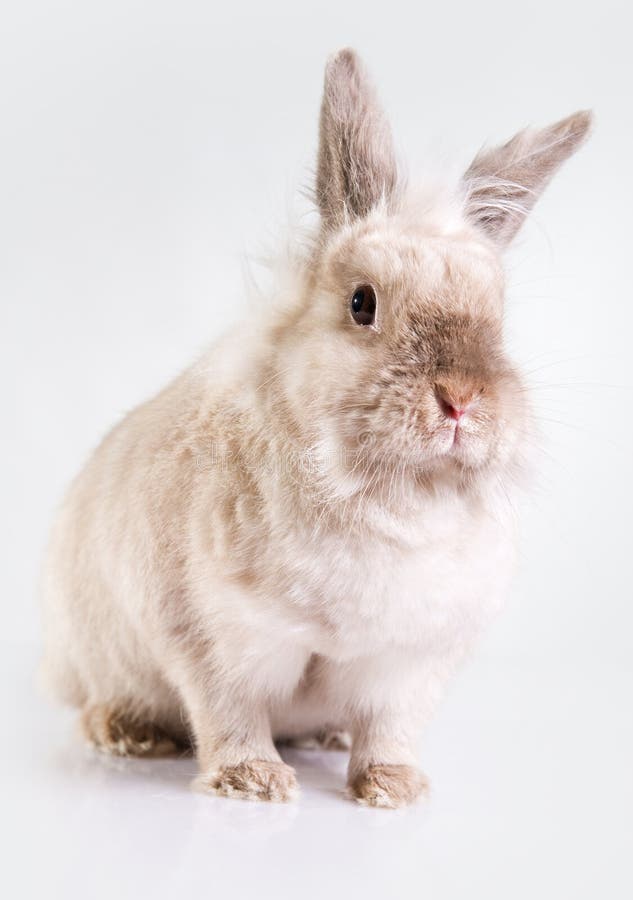 Adorable bunny stock image. Image of beautiful, sitting - 23146043