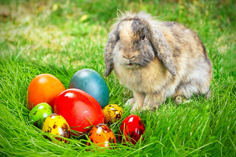 Easter Bunny with Eggs on Green Grass Stock Photo - Image of ...